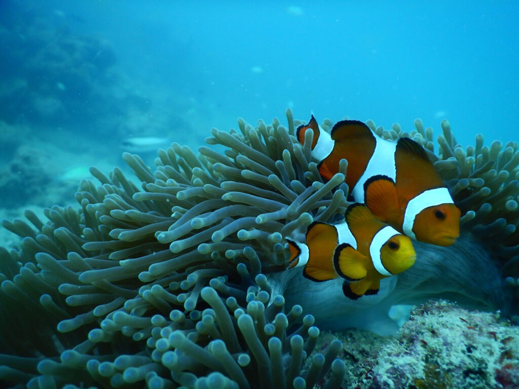 Dive sites at Andaman